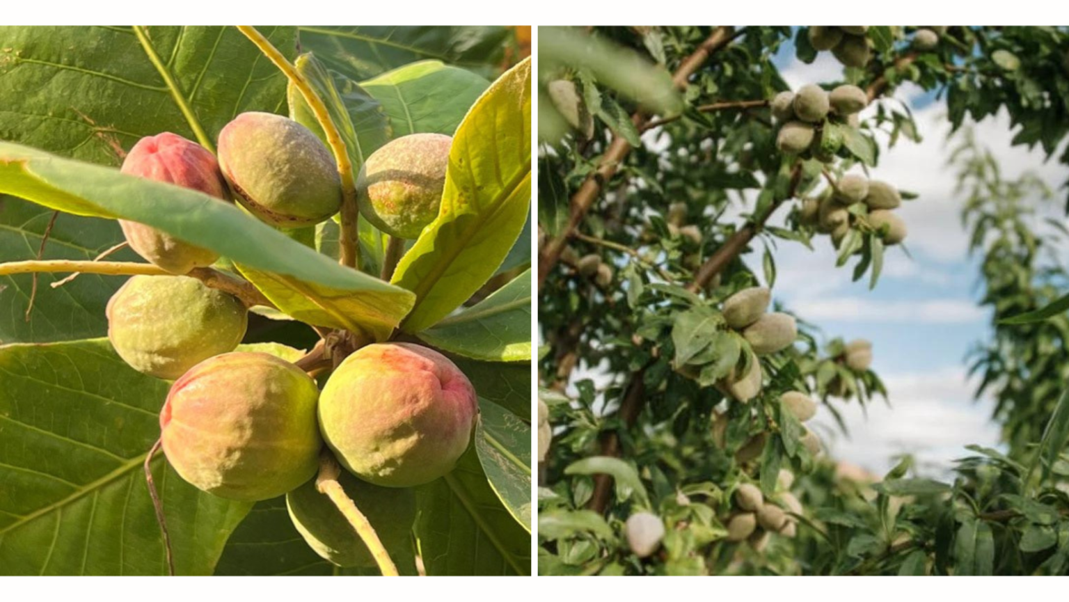 A Greener Bahrain: Al-Muharraq Municipality Plants Almond Trees in Arad ...